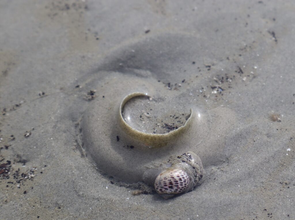 Tiger Moon Snail - Sky Mirror